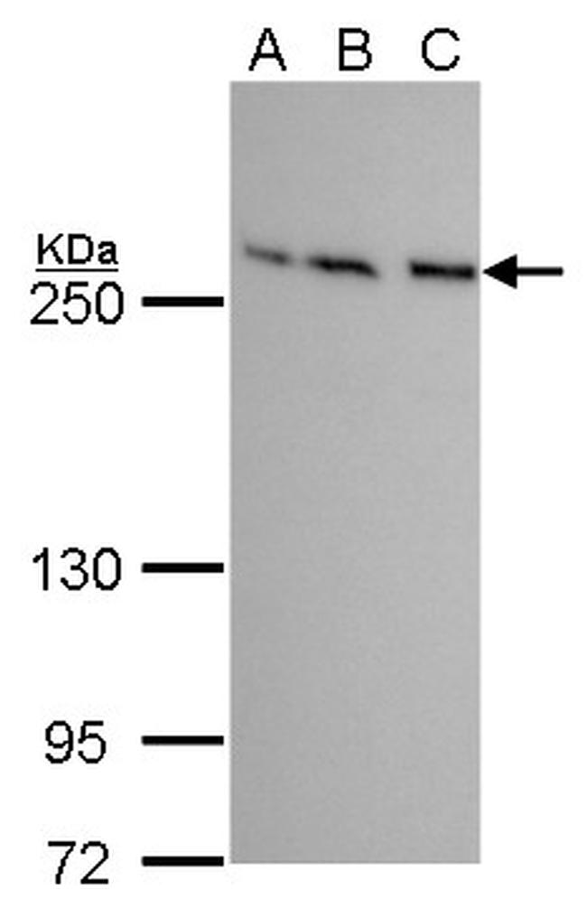 mTOR Antibody (MA5-31505)