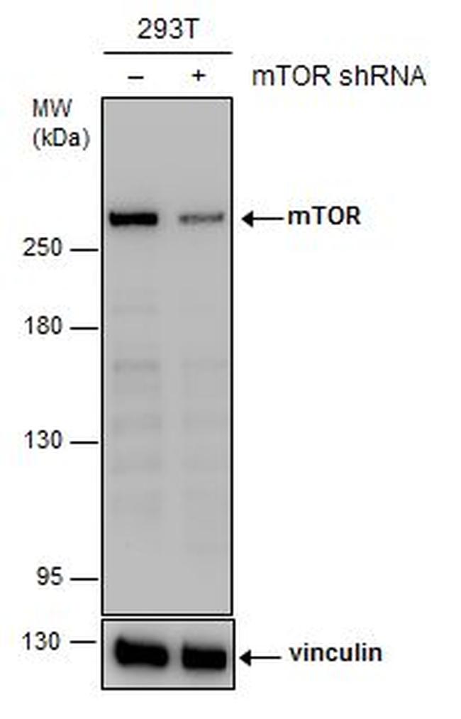 mTOR Antibody (MA5-31505)