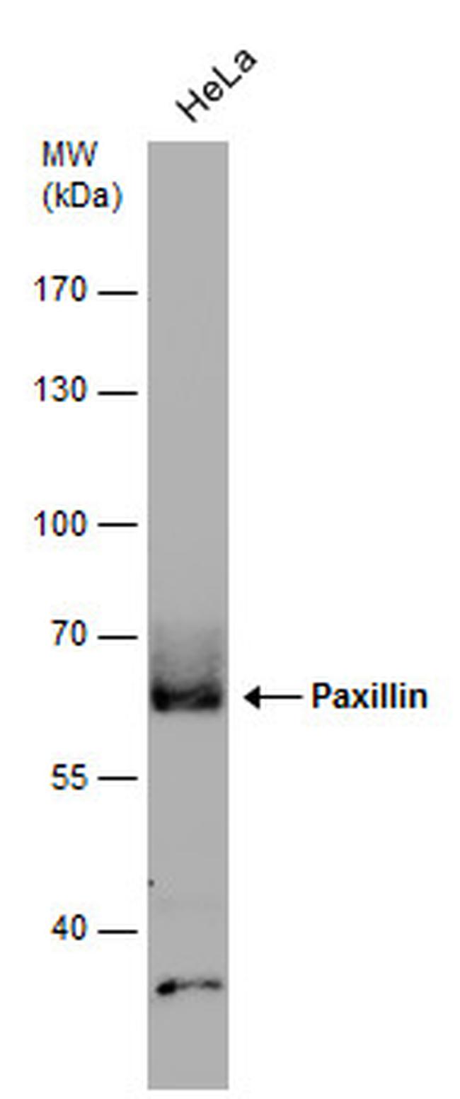 Paxillin Antibody (MA5-31562)
