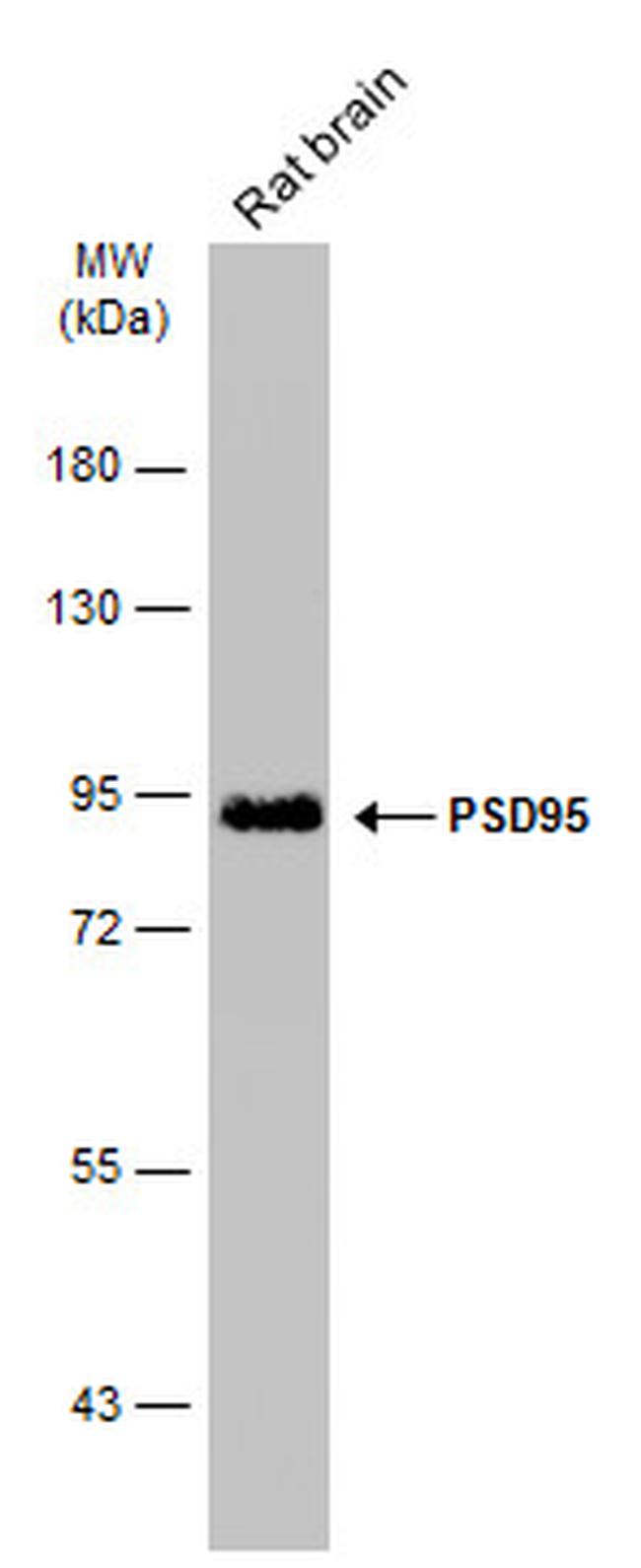 PSD-95 Antibody (MA5-31580)