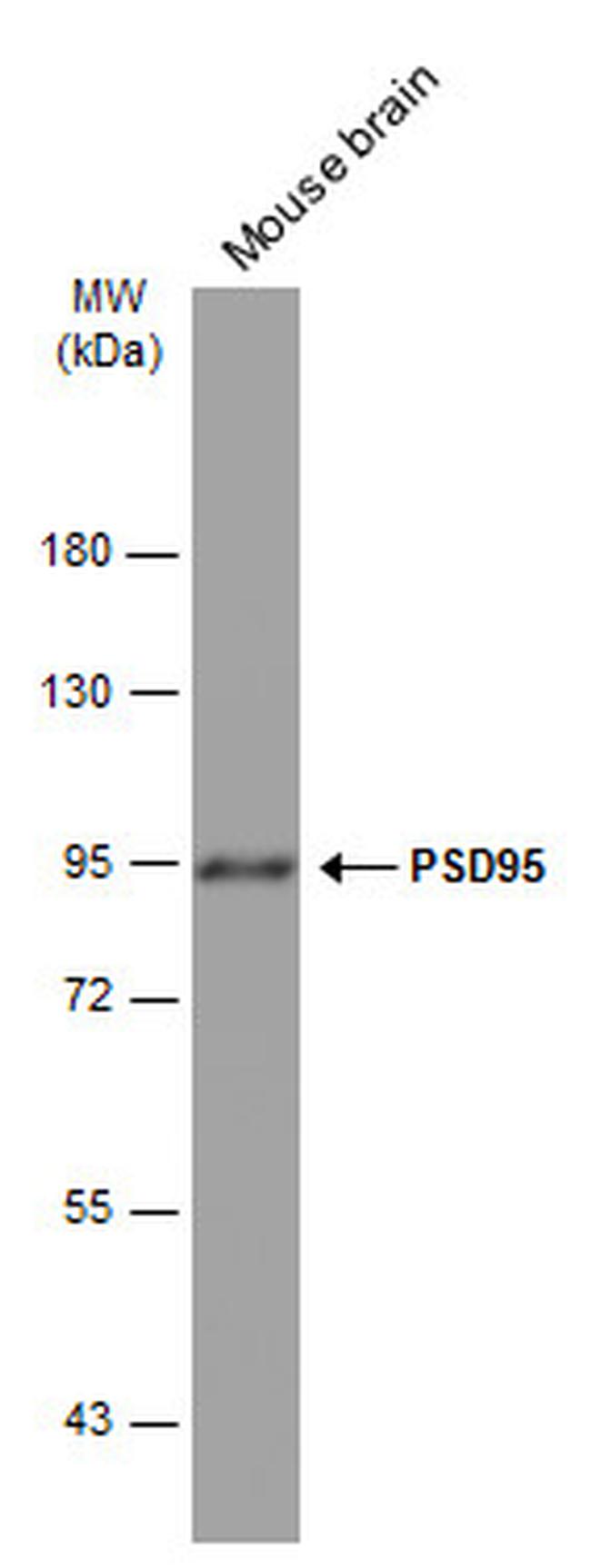 PSD-95 Antibody (MA5-31580)