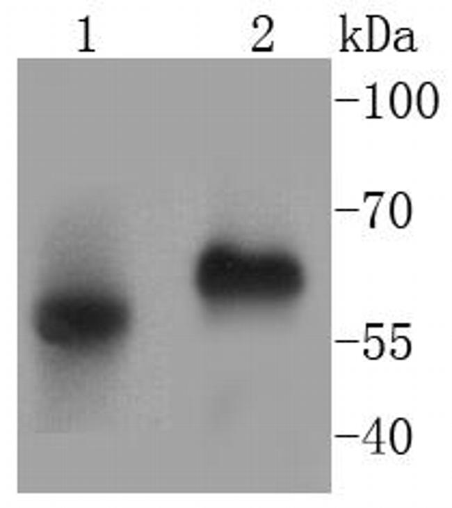 CD14 Recombinant Monoclonal Antibody (SC69-02) (MA5-32248)