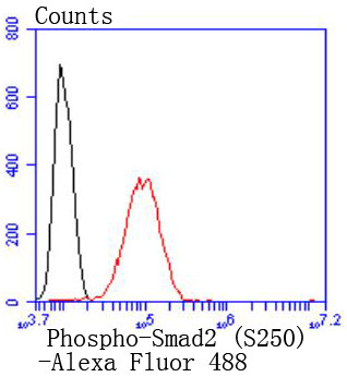 Phospho-SMAD2 (Ser250) Antibody (MA5-32359)