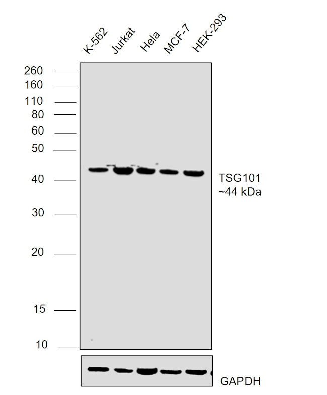 TSG101 Recombinant Monoclonal Antibody (JJ0900) (MA5-32463)