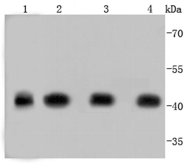Actin Antibody (MA5-32479)