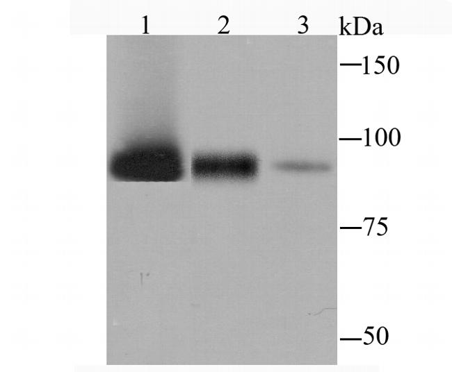 Alix Antibody (MA5-32773)