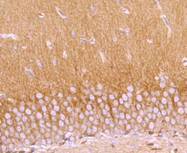 OPA1 Antibody (MA5-32786)