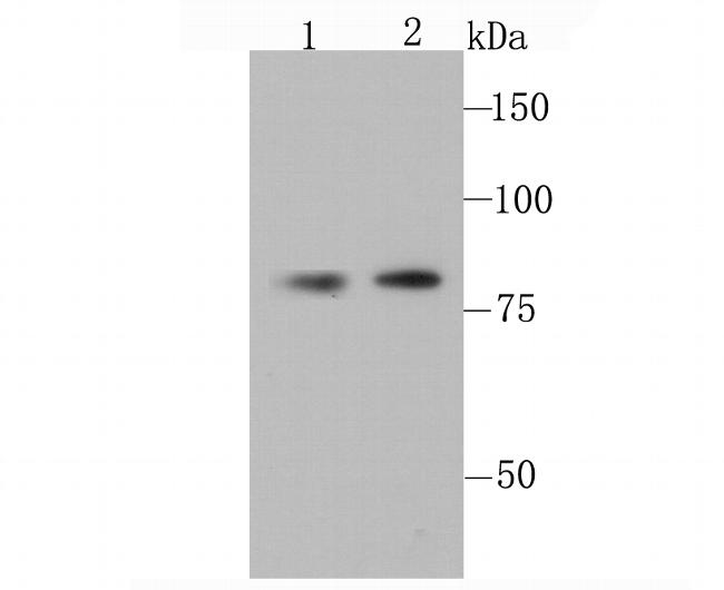 OPA1 Antibody (MA5-32786)