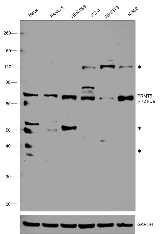 PRMT5 Monoclonal Antibody (7-C2) (MA5-32847)