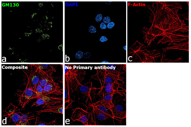 GM130 Recombinant Monoclonal Antibody (2L3P6) (MA5-35107)