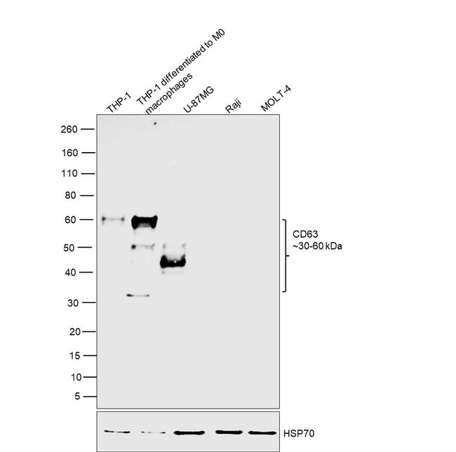 CD63 Recombinant Monoclonal Antibody (2H5I1) (MA5-35208)
