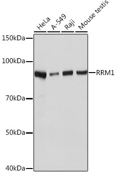 RRM1 Recombinant Monoclonal Antibody (4P4U1) (MA5-35472)