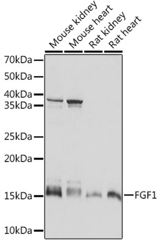 FGF1 Antibody (MA5-35690)