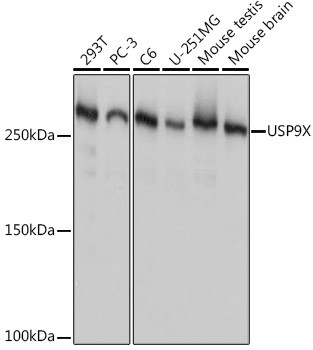USP9X Recombinant Monoclonal Antibody (ARC1748) (MA5-38217)