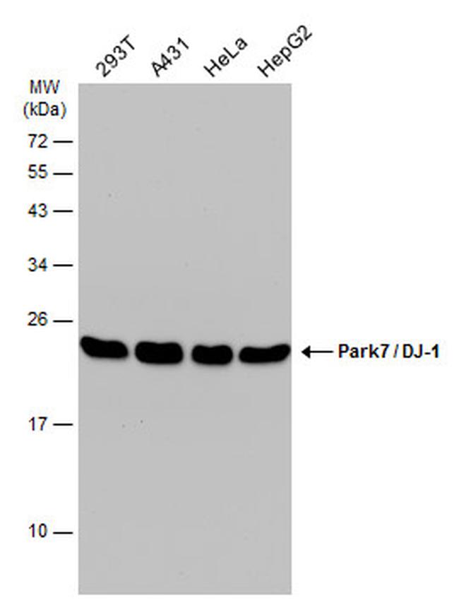PARK7 Antibody (MA5-38261)