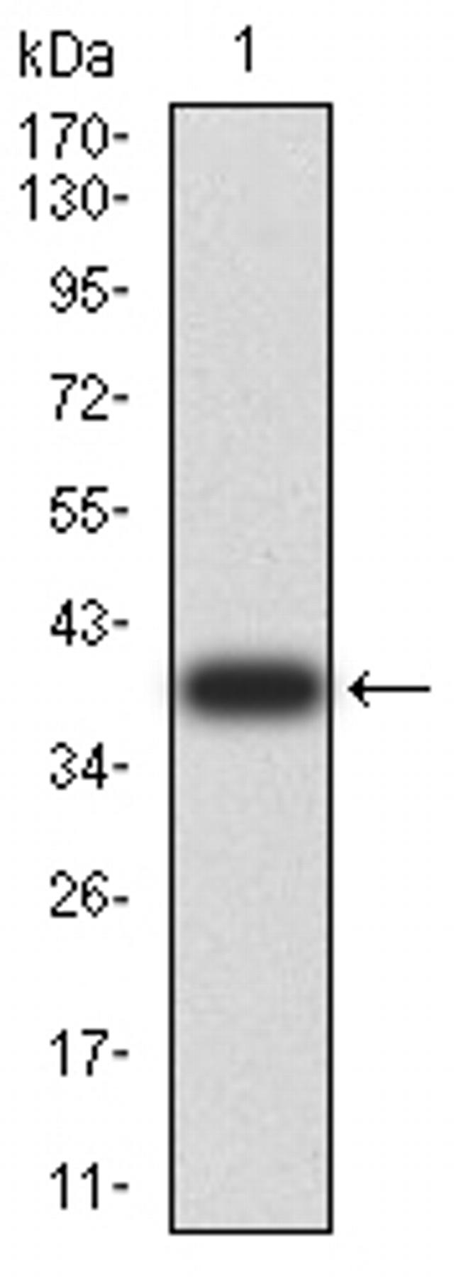 PYCARD Antibody (MA5-38616)