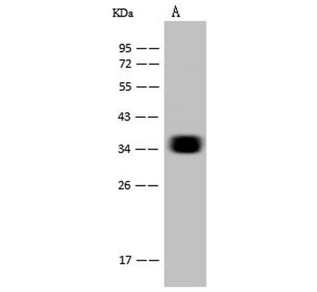 CD7 Antibody (MA5-41062)