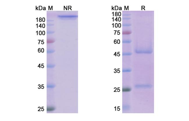 Daclizumab Humanized Recombinant Monoclonal Antibody (MA5-41699)