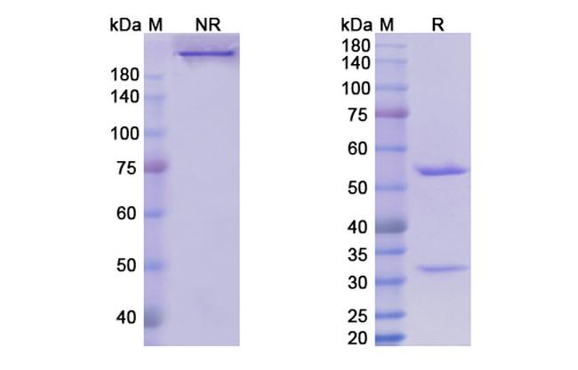 Tanezumab Humanized Recombinant Monoclonal Antibody (MA5-41831)