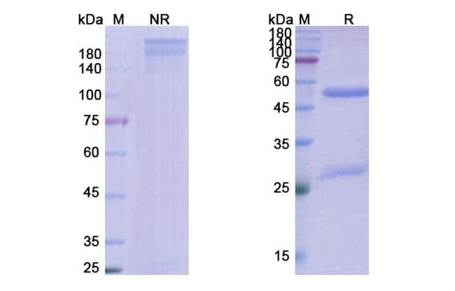 Dostarlimab Humanized Recombinant Monoclonal Antibody (MA5-42210)