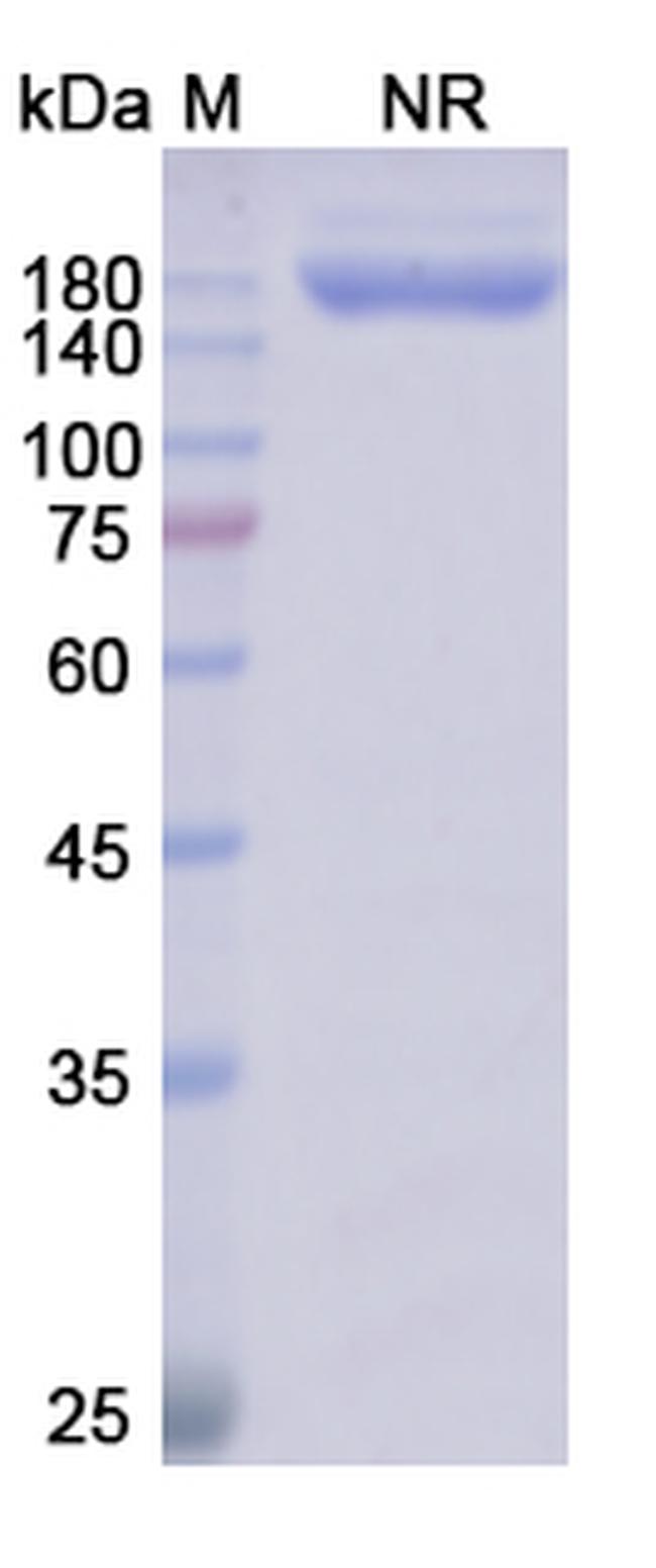 Glofitamab Humanized Recombinant Monoclonal Antibody (MA5-42274)