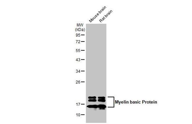 MBP Antibody (MA5-42370)