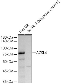 ACSL4 Recombinant Monoclonal Antibody (4W3T9) (MA5-42756)