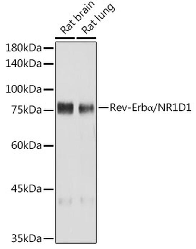 NR1D1 Recombinant Monoclonal Antibody (9I2H1) (MA5-42757)