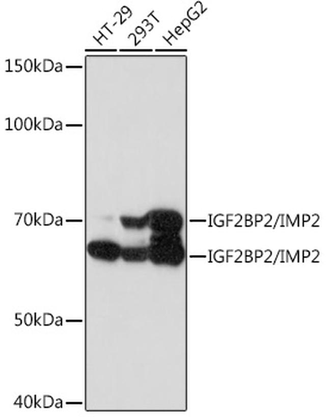 IGF2BP2 Antibody (MA5-42874)