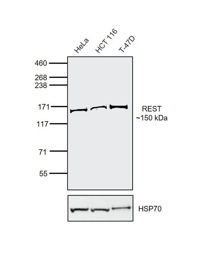 REST Recombinant Monoclonal Antibody (JE32-25) (MA5-44189)