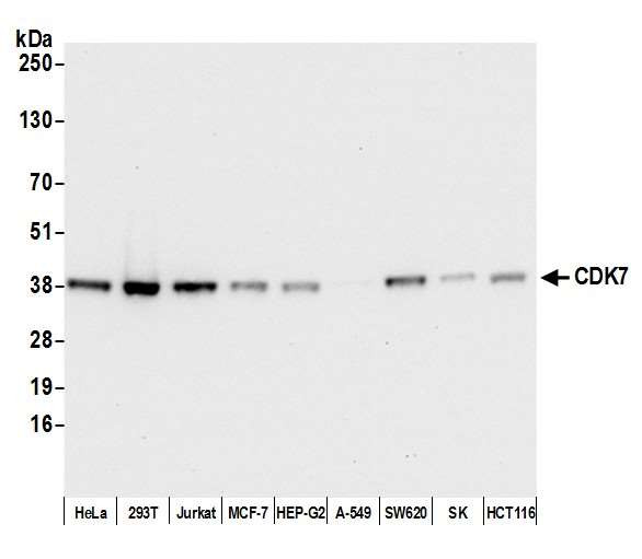 CDK7 Recombinant Monoclonal Antibody (BL-80-5D4) (MA5-44207)