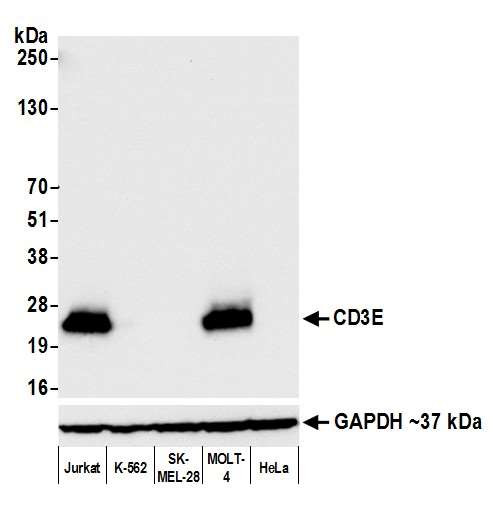 CD3 epsilon Recombinant Monoclonal Antibody (BL-298-5D12) (MA5-44227)
