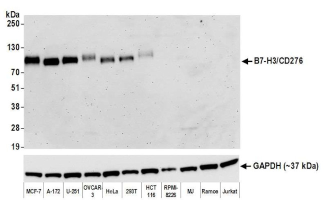 B7-H3 (CD276) Recombinant Monoclonal Antibody (BLR026F) (MA5-44247)