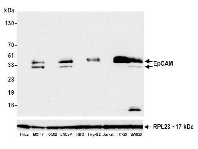 EpCAM (CD326) Recombinant Monoclonal Antibody (BLR077G) (MA5-44345)