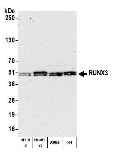 RUNX3 Recombinant Monoclonal Antibody (BLR122H) (MA5-44433)