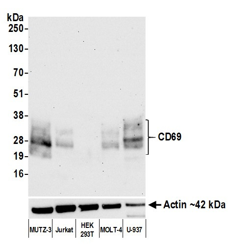 CD69 Recombinant Monoclonal Antibody (BLR170J) (MA5-44525)
