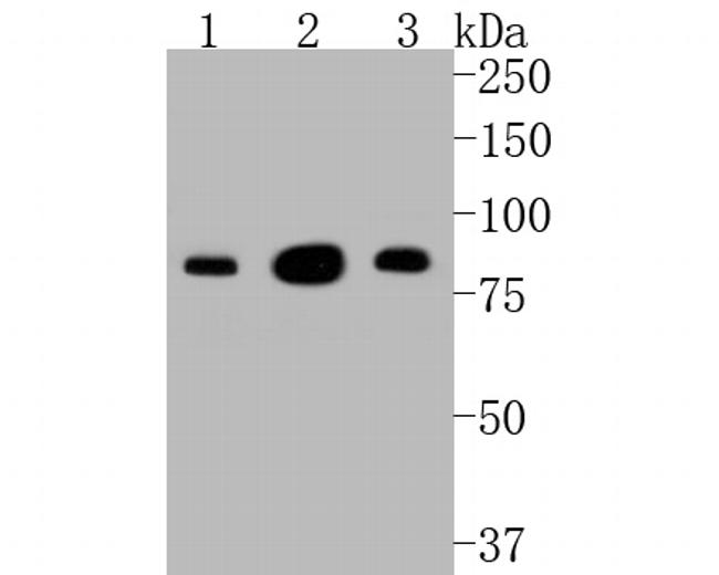 PSD-95 Monoclonal Antibody (B5-E6) (MA5-44605)