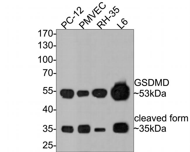 GSDMD Recombinant Monoclonal Antibody (PD00-18) (MA5-44666)