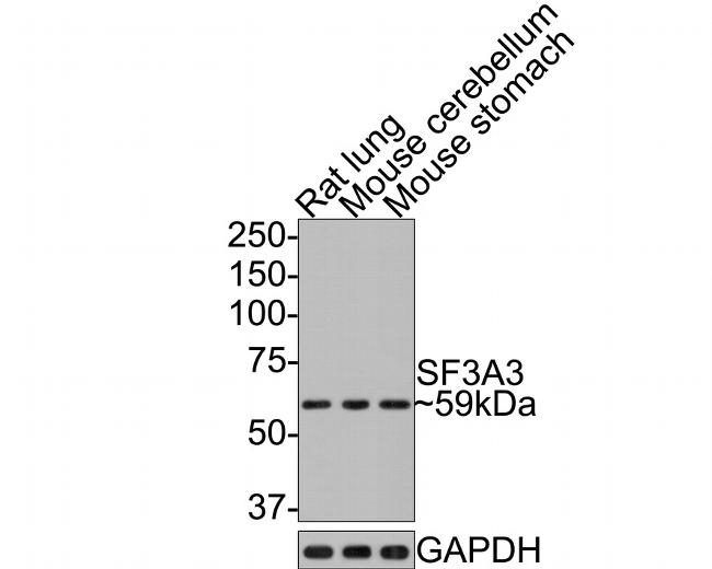 SF3A3 Recombinant Monoclonal Antibody (JE64-15) (MA5-44694)