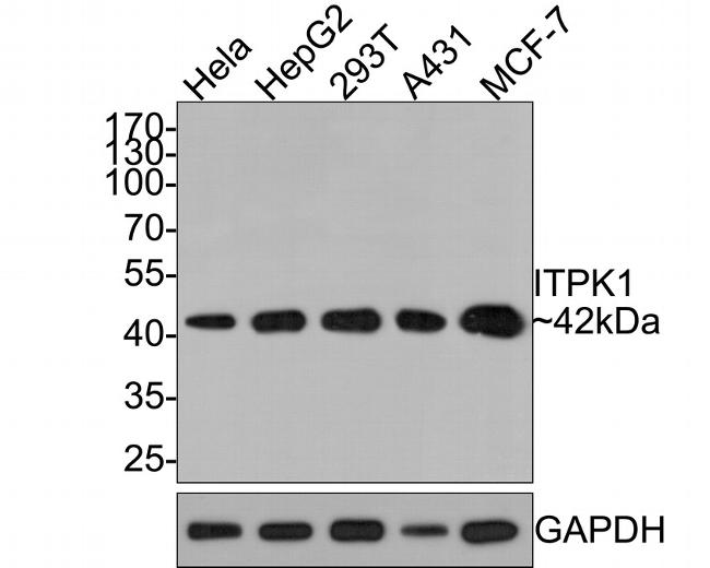 ITPK1 Recombinant Monoclonal Antibody (JE64-35) (MA5-44769)