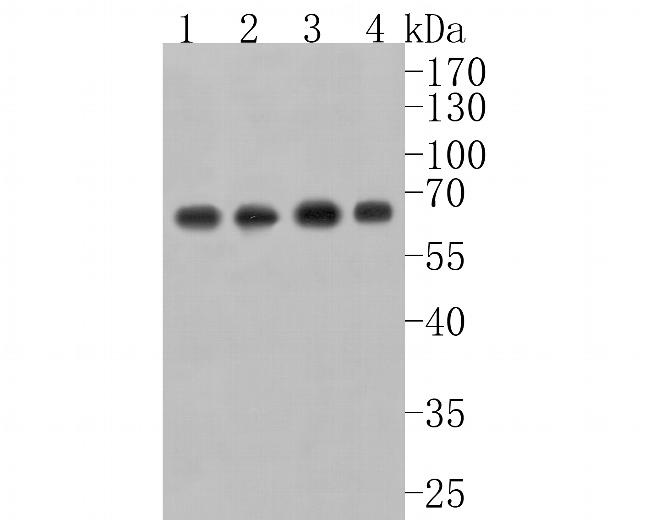 USP39 Recombinant Monoclonal Antibody (JE61-02) (MA5-44849)