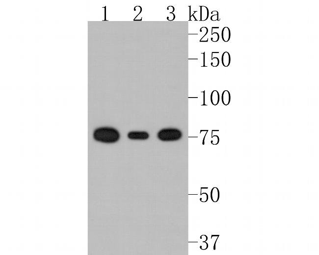 DPP3 Recombinant Monoclonal Antibody (JE61-30) (MA5-44862)