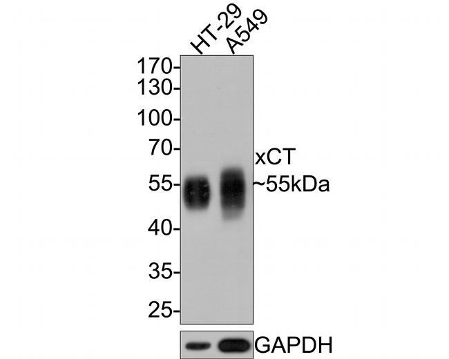 SLC7A11 Recombinant Monoclonal Antibody (A7C6-R) (MA5-44922)