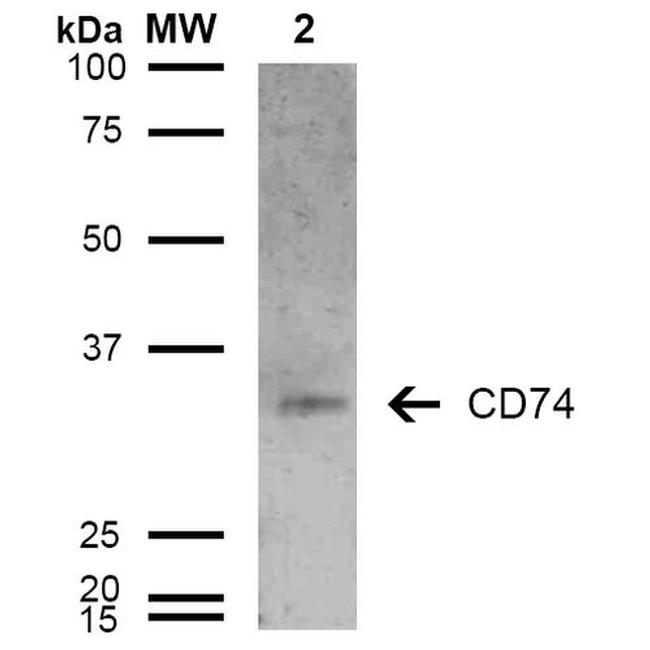 CD74 Monoclonal Antibody (6D9), PerCP (MA5-45386)