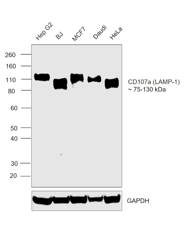 LAMP1 Monoclonal Antibody (H4A3) (MA5-46199)