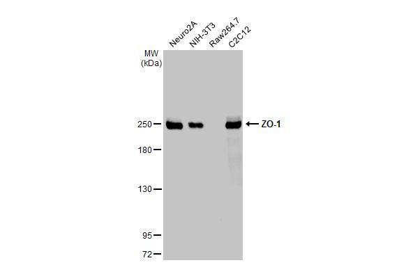 ZO-1 Recombinant Monoclonal Antibody (HL1185) (MA5-46951)
