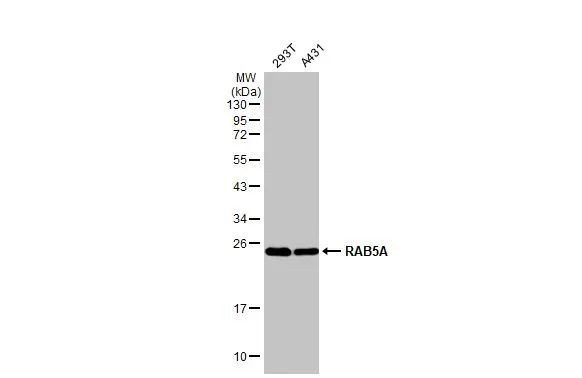 RAB5 Recombinant Monoclonal Antibody (HL1497) (MA5-47068)