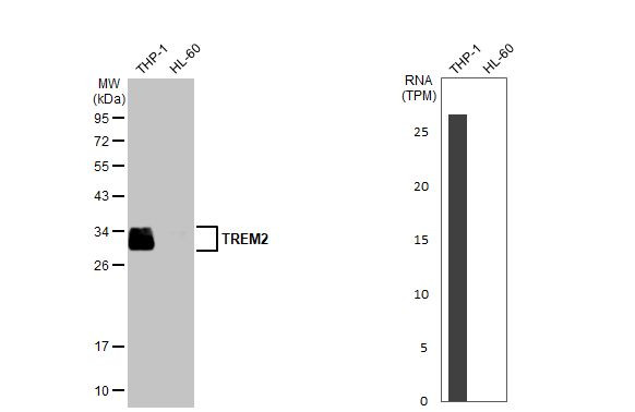 TREM2 Recombinant Monoclonal Antibody (HL1738) (MA5-47164)