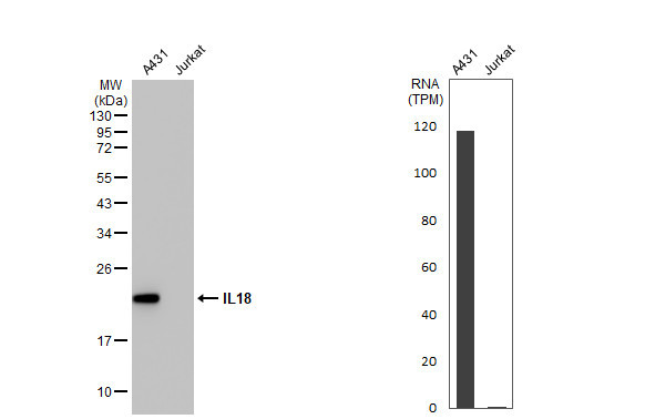 IL-18 Recombinant Monoclonal Antibody (HL1761) (MA5-47173)