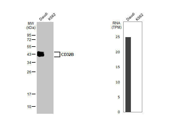 FCGR2B Recombinant Monoclonal Antibody (HL1948) (MA5-47232)
